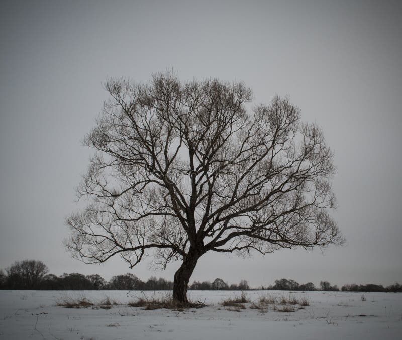 Old gloomy tree stock image. Image of forest, force, fantasy - 70499391