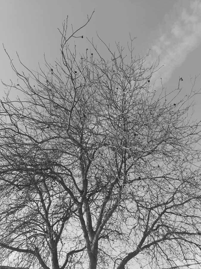 Gloomy tree alone stock image. Image of lost, gloom - 139628035