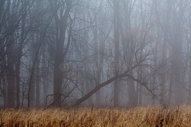 Gloomy Trees in Mist with Bare Branches Stock Photo - Image of dark ...