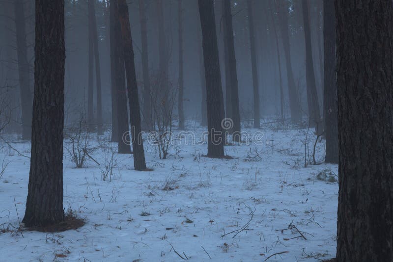 A Gloomy Winter Cold Forest, Mist Stock Photo - Image of tree, foggy ...