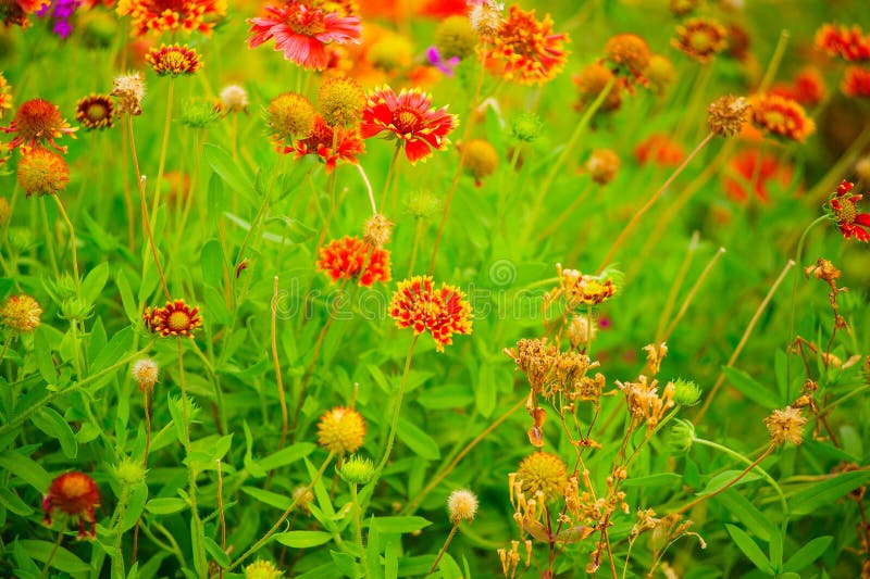 Gloriosa Daisy stock photo. Image of growth, environmental - 66429890
