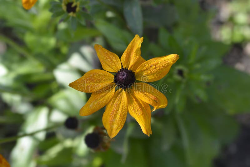 Gloriosa Daisy Rustic Dwarfs Mixed Stock Photo - Image of hirta ...