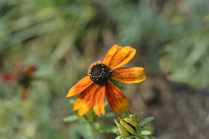 Gloriosa Daisy Rustic Dwarfs Mixed Stock Photo - Image of mixed, yellow ...
