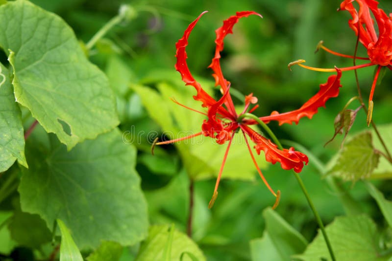 Gloriosa Genus Flower - Image Stock Image - Image of bloom, creeping ...