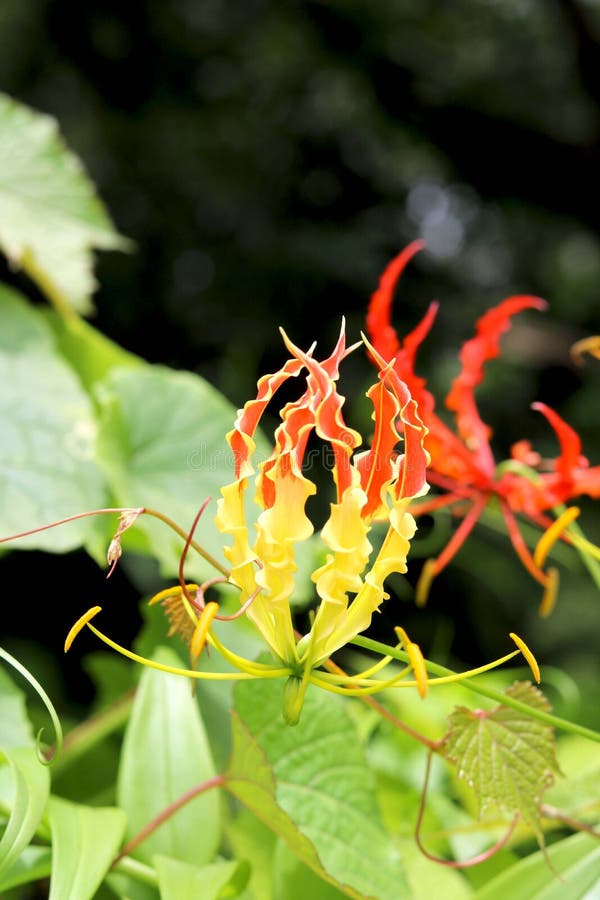 Gloriosa Genus Flower - Image Stock Photo - Image of closeup, isolated ...