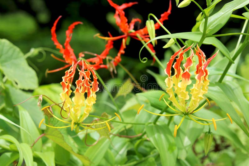 Gloriosa Genus Flower - Image Stock Photo - Image of lilly, closeup ...