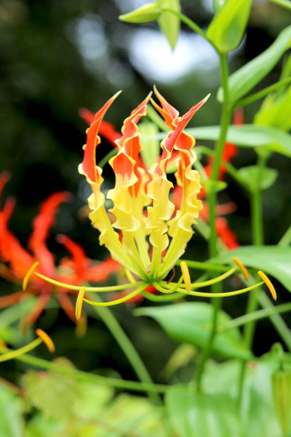 Gloriosa Genus Flower - Image Stock Image - Image of bloom, creeping ...