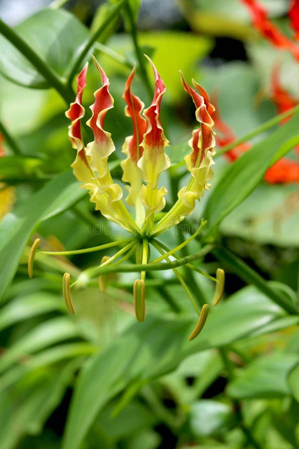 Gloriosa Genus Flower - Image Stock Image - Image of india, flower ...