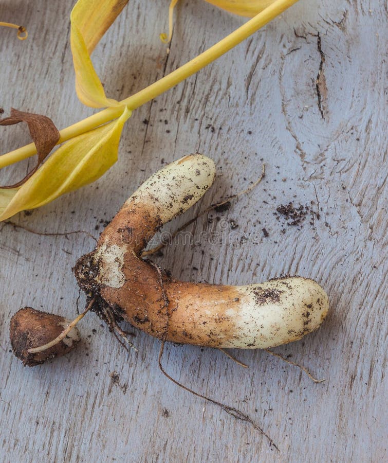 460 Season Gloriosa Stock Photos - Free & Royalty-Free Stock Photos ...