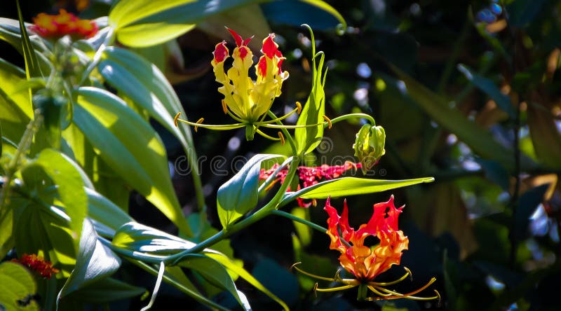 Gloriosa Superba Eller Senkanthal Malar Fotografering för Bildbyråer ...