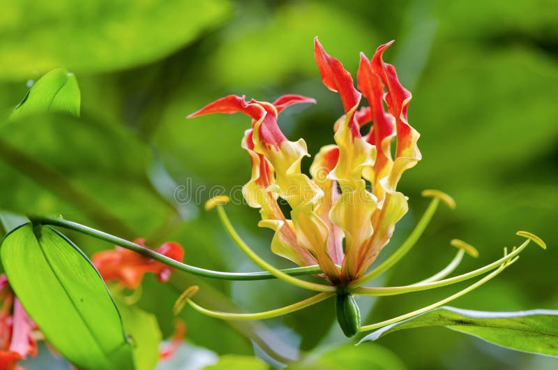 Gloriosa Superba of Senkanthal Malar Stock Afbeelding - Image of tulp ...