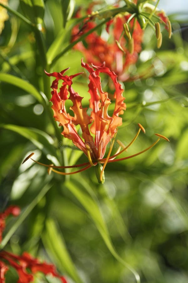 Gloriosa Superba of Senkanthal Malar Stock Afbeelding - Image of tulp ...