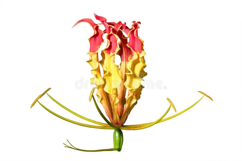 Gloriosa Superba of Senkanthal Malar Stock Afbeelding - Image of tulp ...