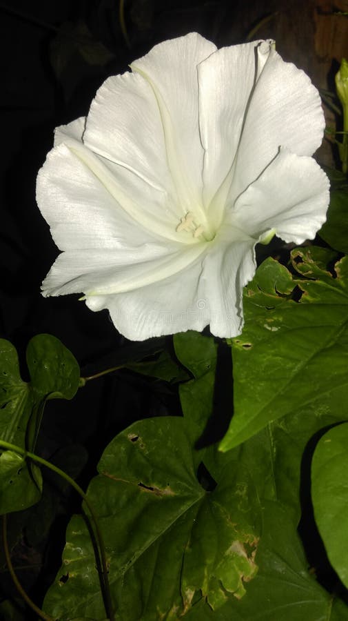 Glorious stock photo. Image of glory, glorious, morning - 99554738