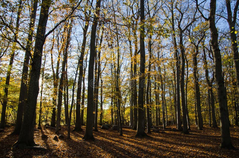 Glorious beech forest stock image. Image of natural, forest - 79840413