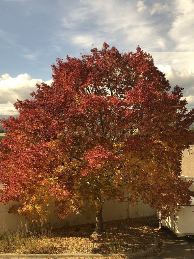 Glorious Fall Colors in Bloom Stock Image - Image of glorious, autumn ...