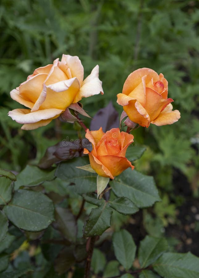 Glorious Orange Roses stock photo. Image of flower, roses - 153267240
