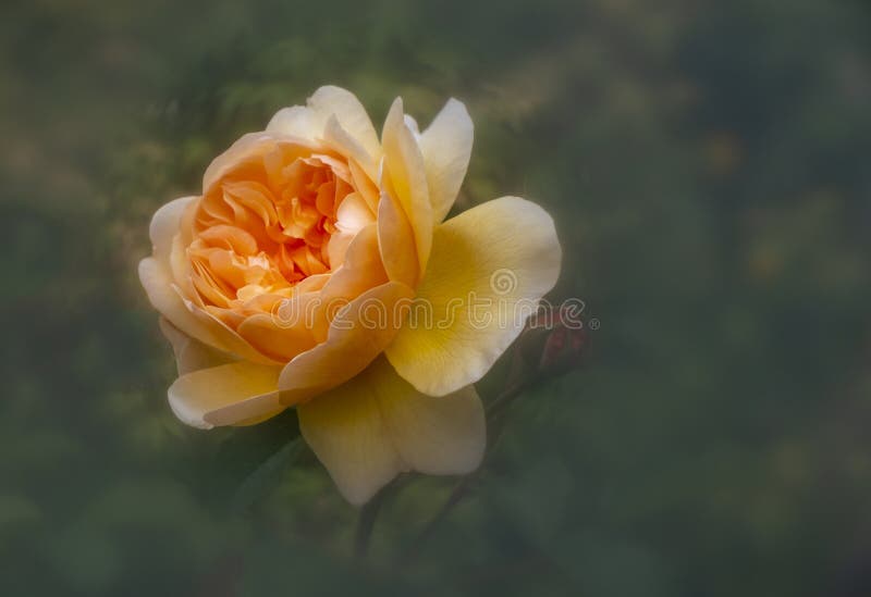 Glorious Golden Rose on Blurred Background Stock Photo - Image of ...