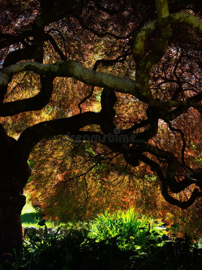 Glorious Japanese Maple Tree Stock Photo - Image of backlighting ...