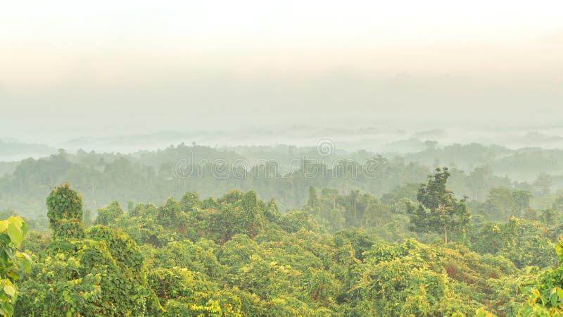 Glorious Morning in the Hilly Forest Stock Image - Image of leaves ...