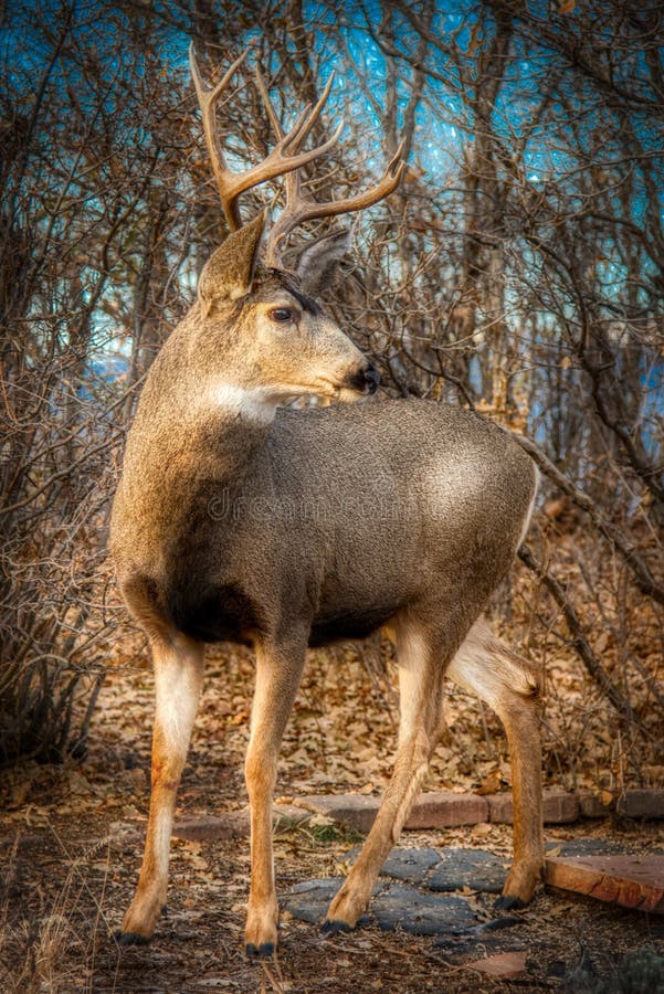 A Glorious Mule Buck Deer Pauses for a Pose in the Forest Stock Image ...
