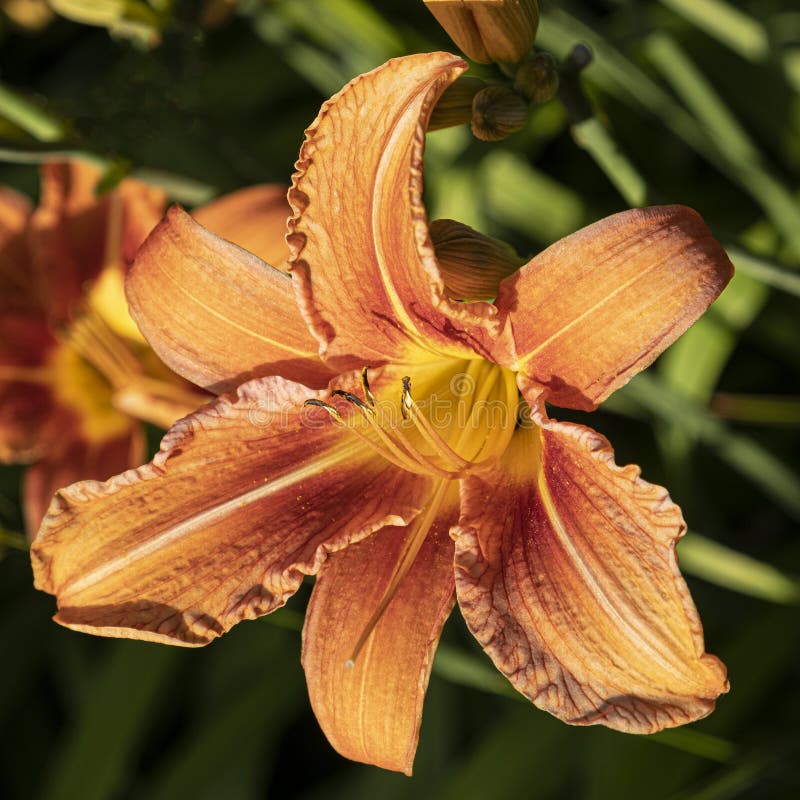 Glorious Orange Roses stock photo. Image of flower, roses - 153267240