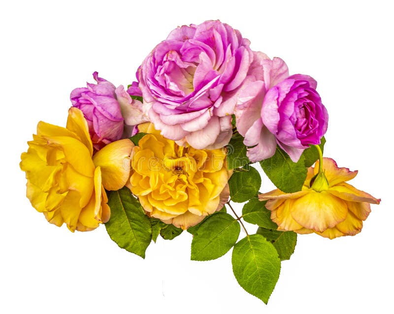 Glorious Orange and Pink Roses Stock Photo - Image of nature, roses ...