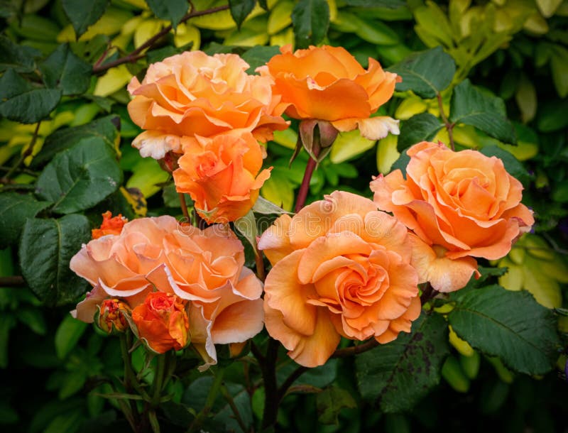 Glorious Orange Roses stock photo. Image of flower, roses - 153267240