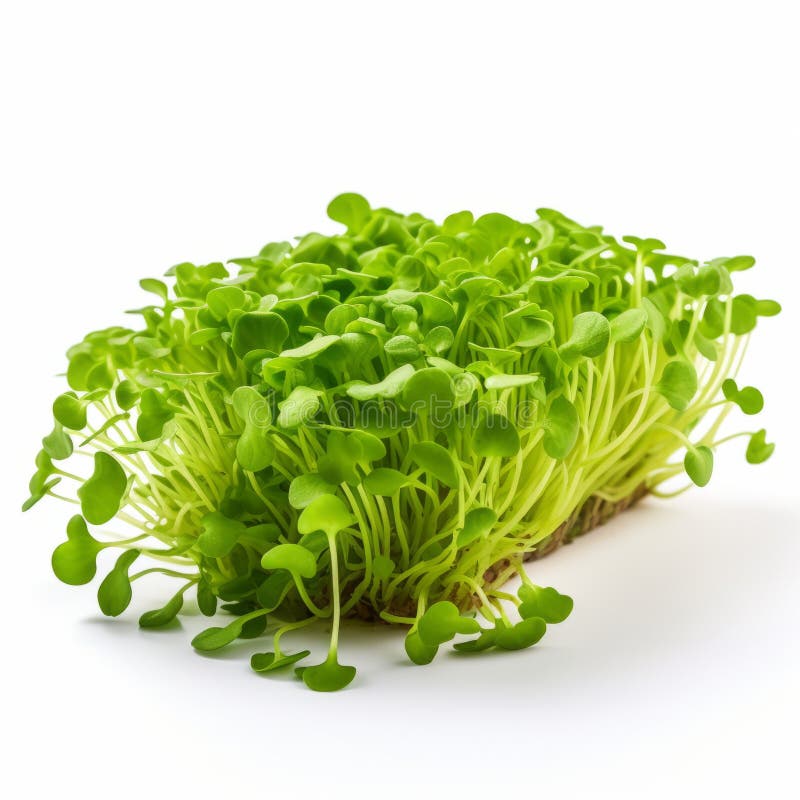 Glorious Rectangular Fields: Cress Sprouts on White Background Stock ...