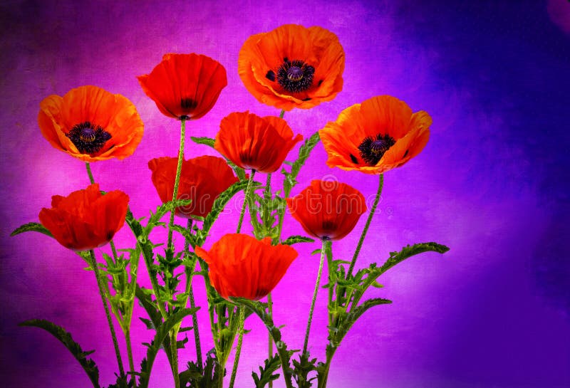Glorious Red Poppies on Abstract Background Stock Image - Image of ...