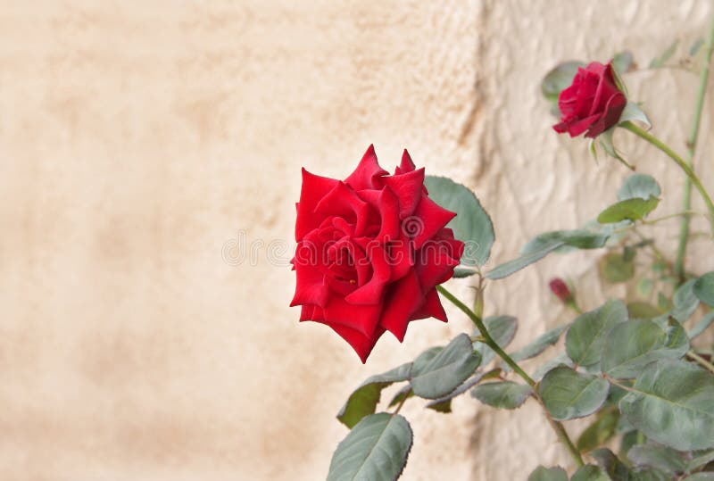 Glorious red rose stock photo. Image of bright, decoration - 19367874