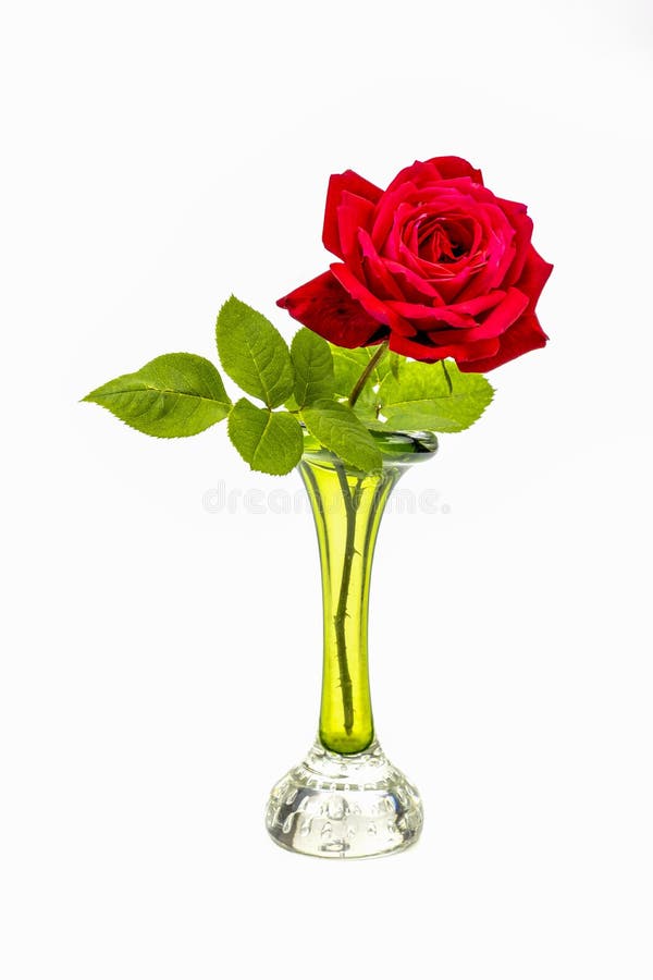 Glorious Red Rose stock image. Image of nature, glorious - 159623839