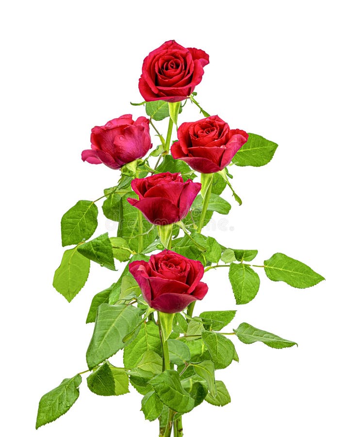 Glorious ruby red roses stock photo. Image of bunch - 217465668