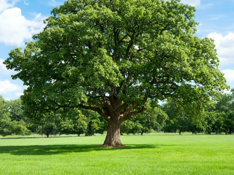 It is a Glorious Sight in the Springtime To See the Majestic Old Oak ...