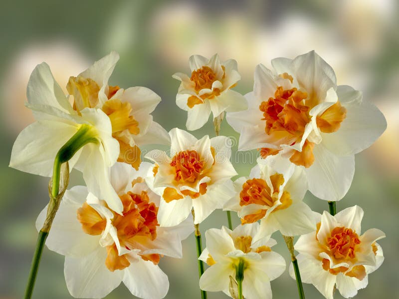 Glorious Spring Daffodils stock photo. Image of blurred - 126861612