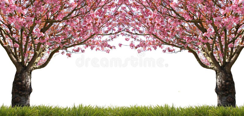 Glorious spring stock photo. Image of blossom, garden - 12796812