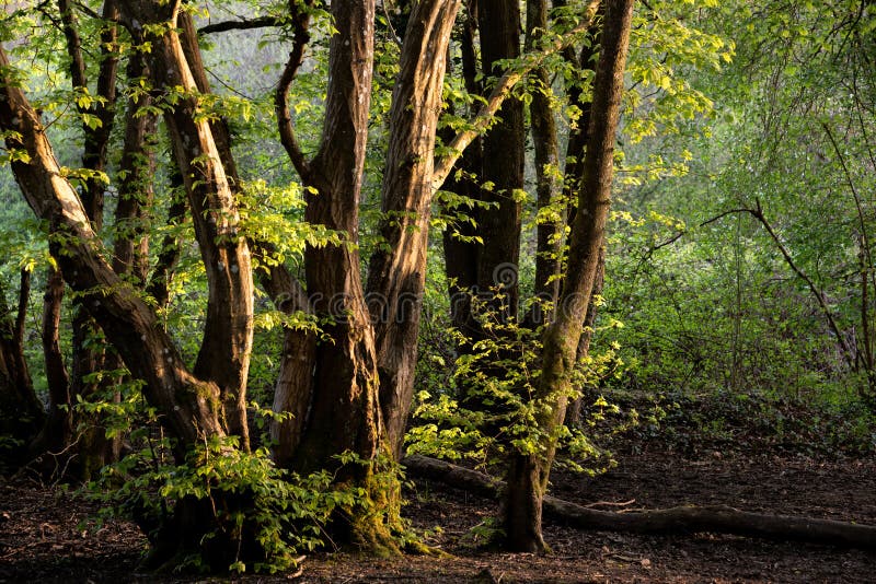 Glorious Spring Morning Glow Landscape Image of Forest with Side Light ...