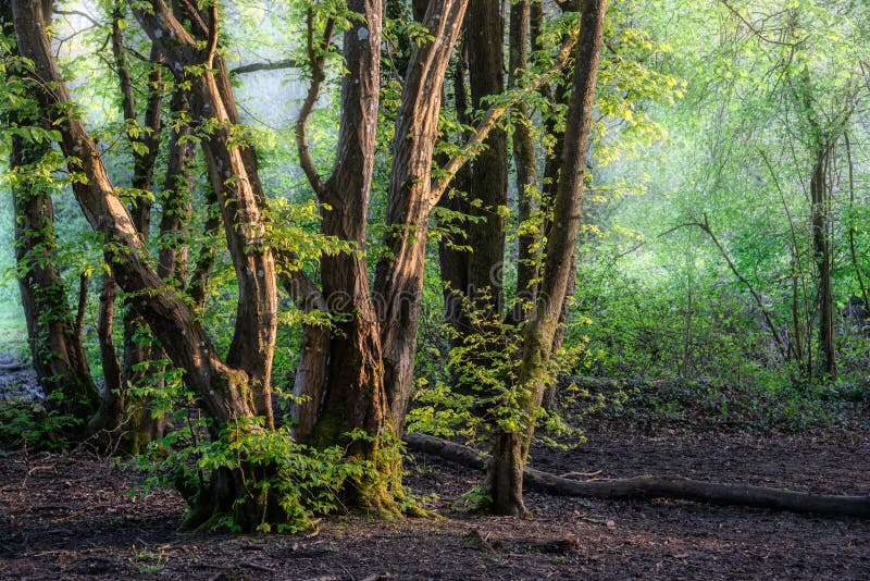Glorious Spring Morning Glow Landscape Image of Forest with Side Light ...