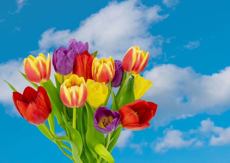 Glorious Spring Tulips on Blue Sky Stock Photo - Image of blue, yellow ...