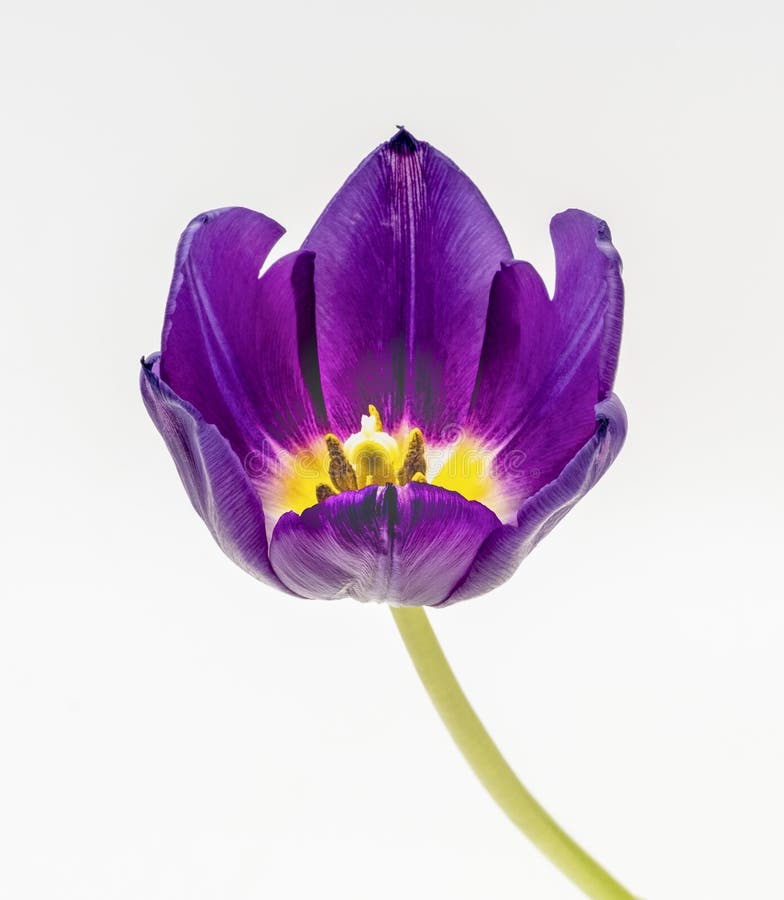 Glorious spring stock photo. Image of blossom, garden - 12796812