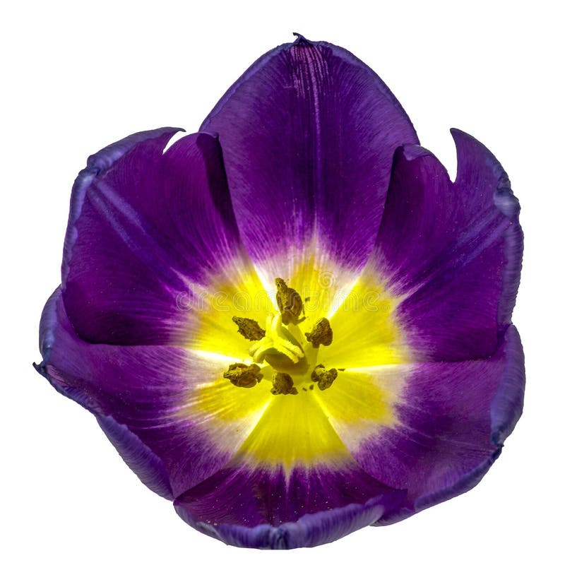 Glorious spring stock image. Image of bloom, japanese - 17818731