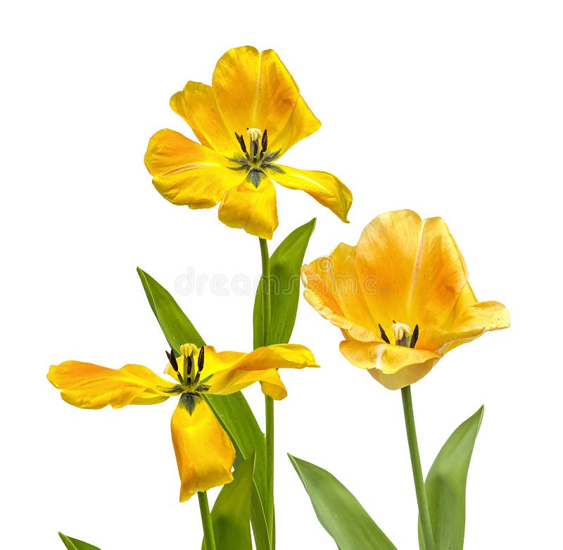 Glorious springtime tulips stock photo. Image of view - 218094152