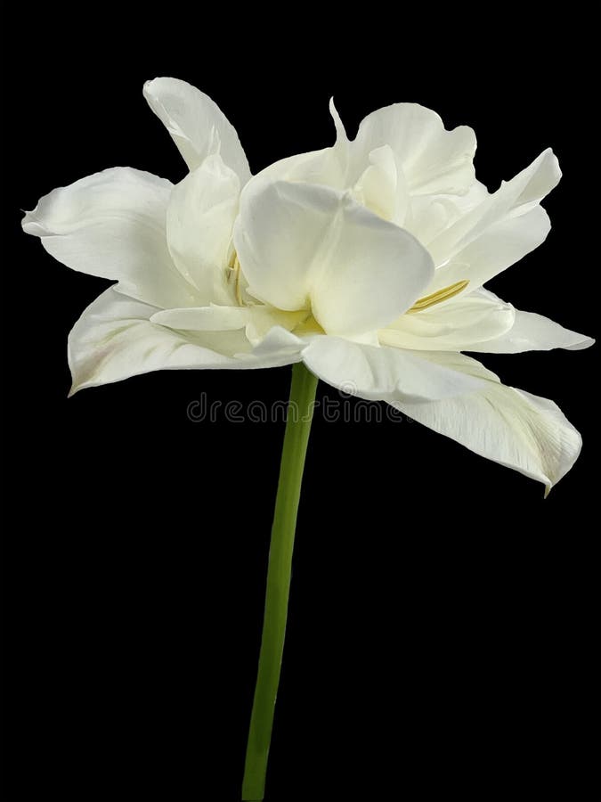 Glorious springtime tulips stock photo. Image of plants - 218296676