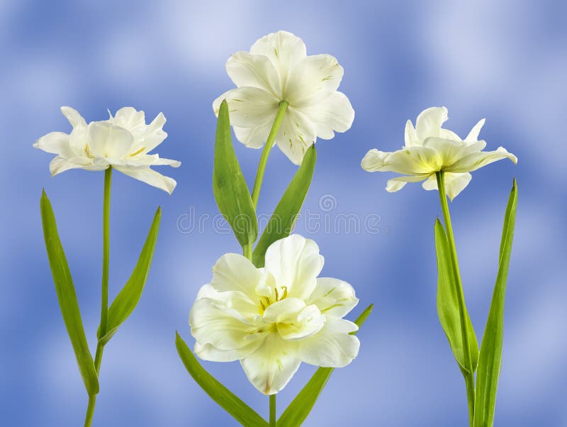 Glorious springtime tulips stock image. Image of white - 218332113