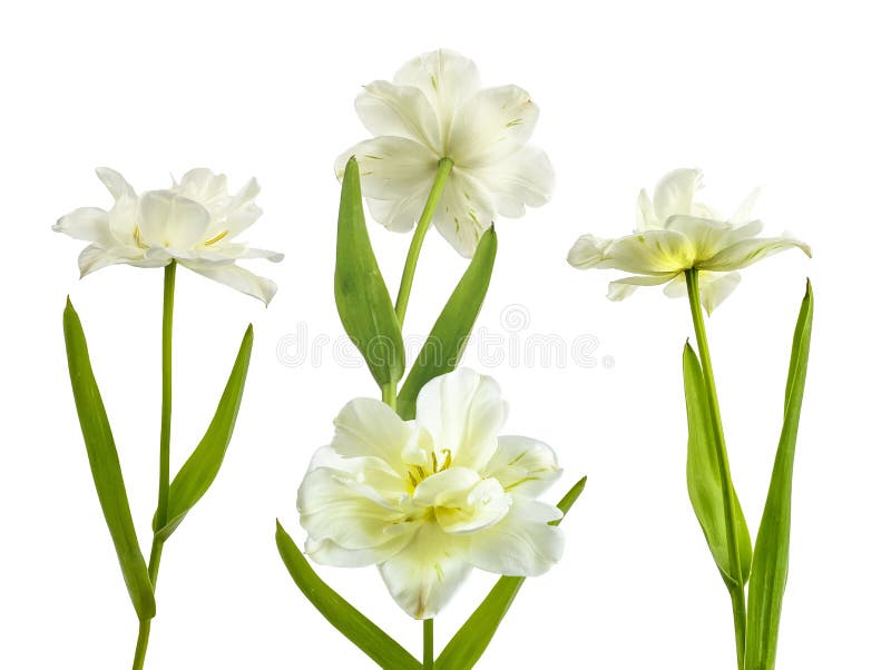 Glorious springtime tulips stock photo. Image of plants - 218332128