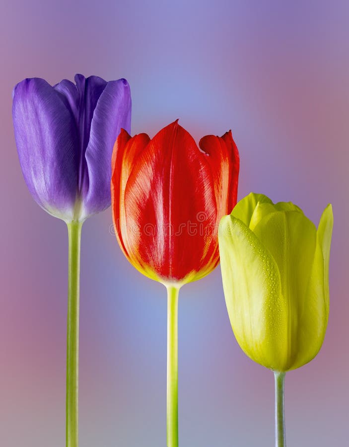 Glorious Tulips stock image. Image of diffused, flowers - 151889807