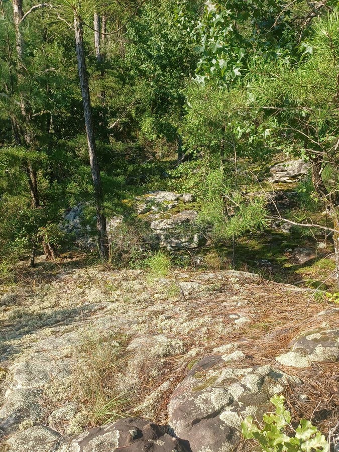 Glorious View of Rock Garden Stock Image - Image of flower, leaf: 230693761