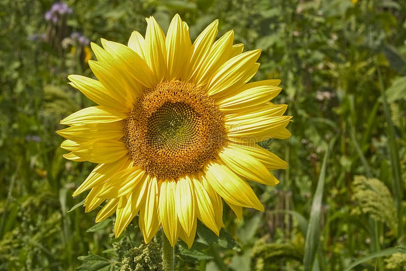 Glorious Yellow Sun Flowers Stock Image - Image of flowers, yellow ...