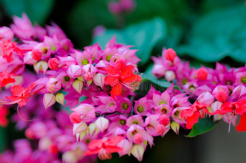 Glory Bower stock image. Image of purple, flowerofmagic - 36452175