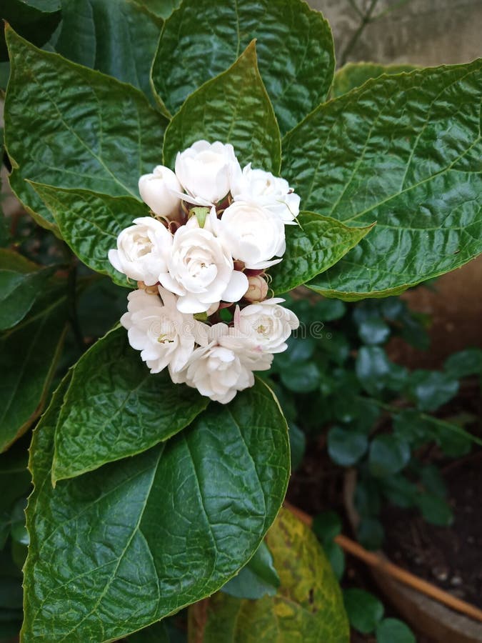 Glory Bower Rose Clerodendrum White Stock Image - Image of clerodendrum ...